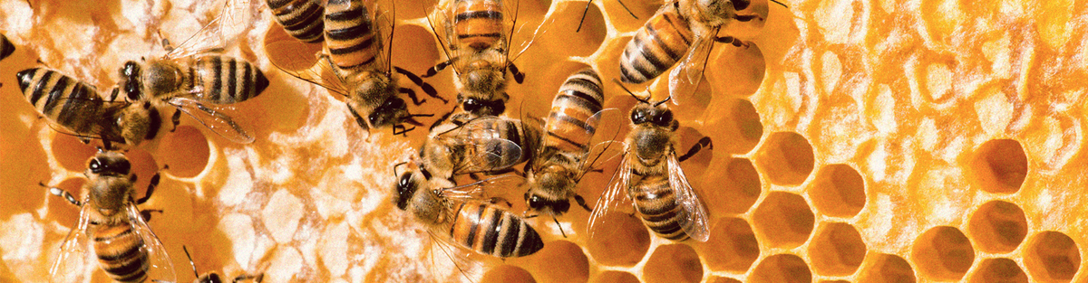 A utilidade do própolis na colmeia (e a sua extração) | Quinta das Tílias